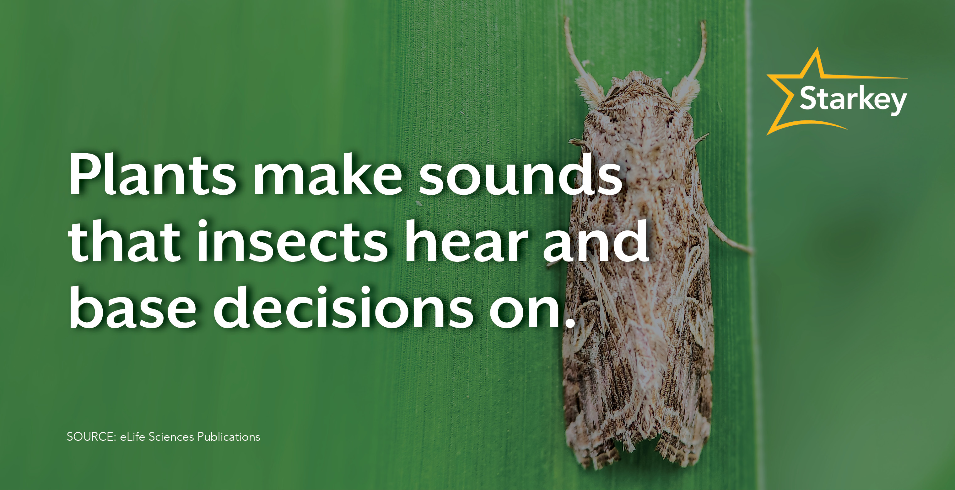How Plants Make Sounds And Why It Matters To Insects