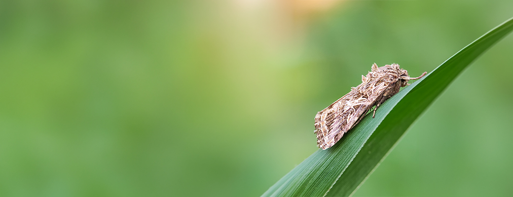 How Plants Make Sounds And Why It Matters To Insects